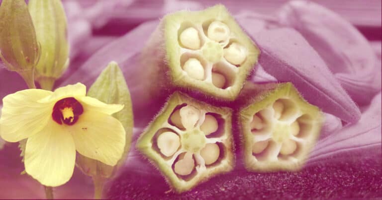 Spiritual Meaning Of Okra (Okro) In A Dream