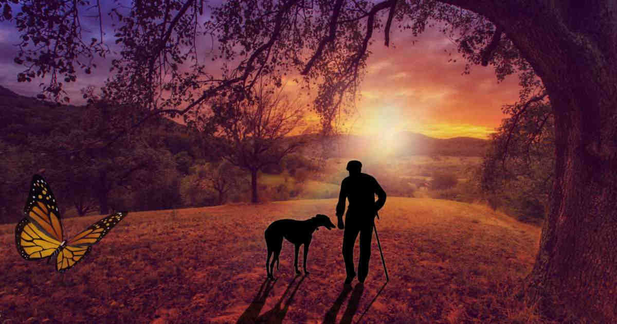 The Spiritual Role Of Dogs And Their Impact On Our Spiritual And ...